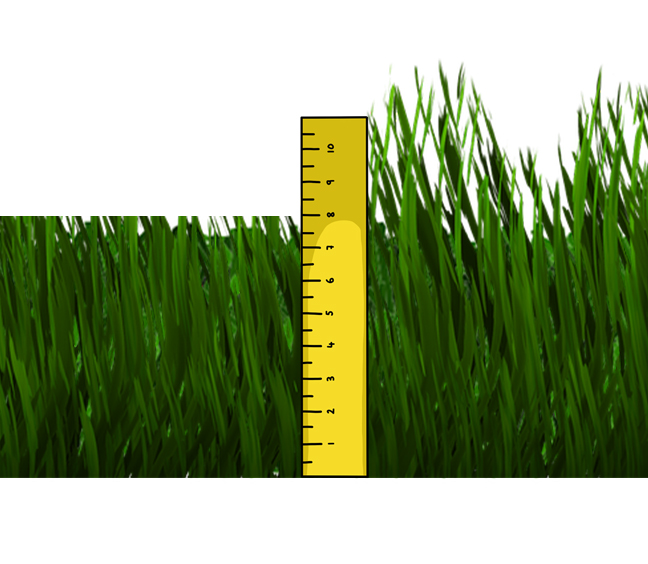 Pelouse - Municipalité de Saint-Elzéar